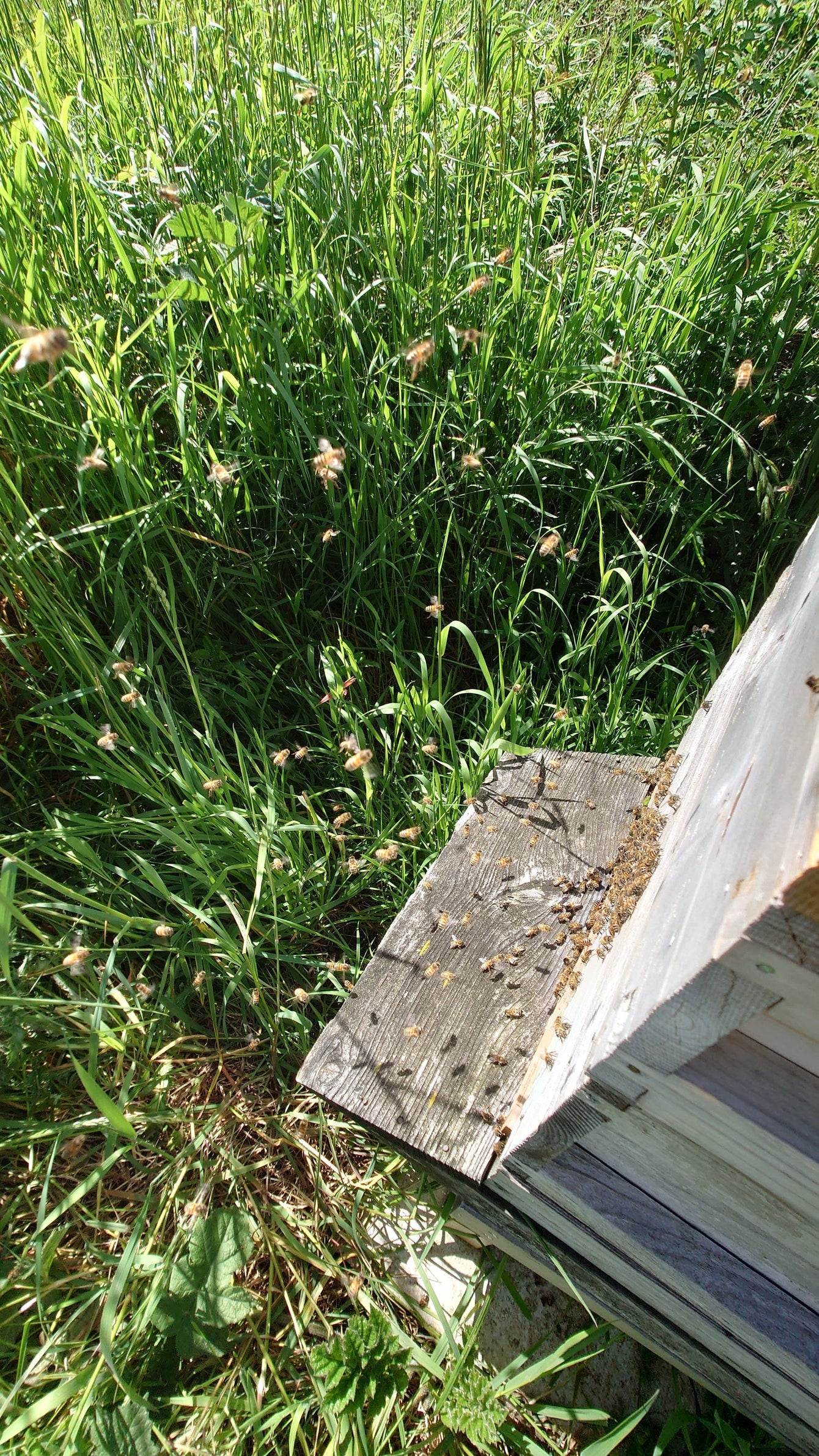 Melsonbee Honey Bee Blog - New Neighbours… again – Mocha Chocolate Shop